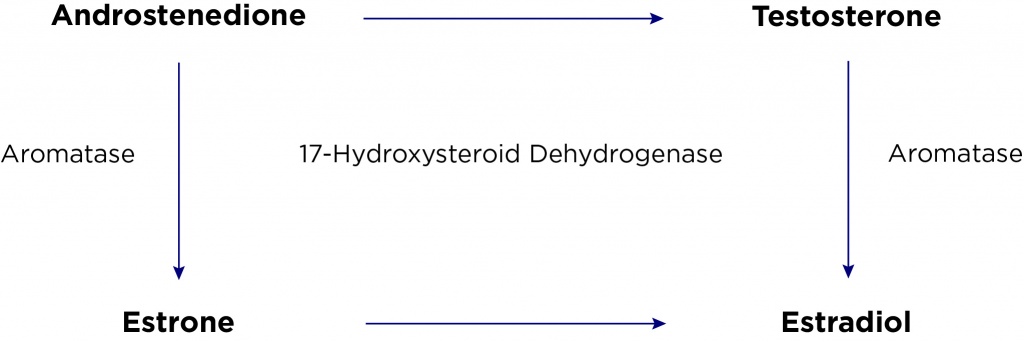 Androstenedione ELISA Kit – Arbor Assays | Arbor Assays