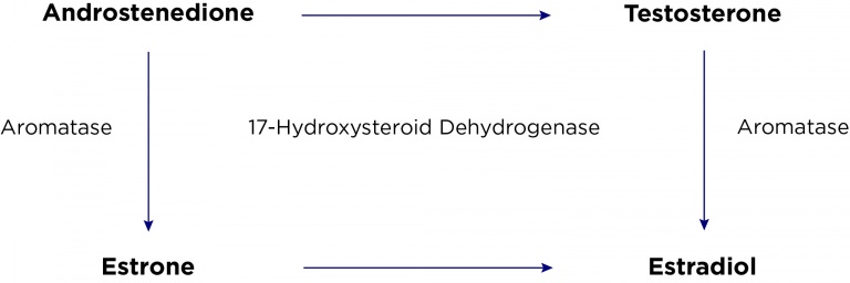 Androstenedione ELISA Kit – Arbor Assays | Arbor Assays