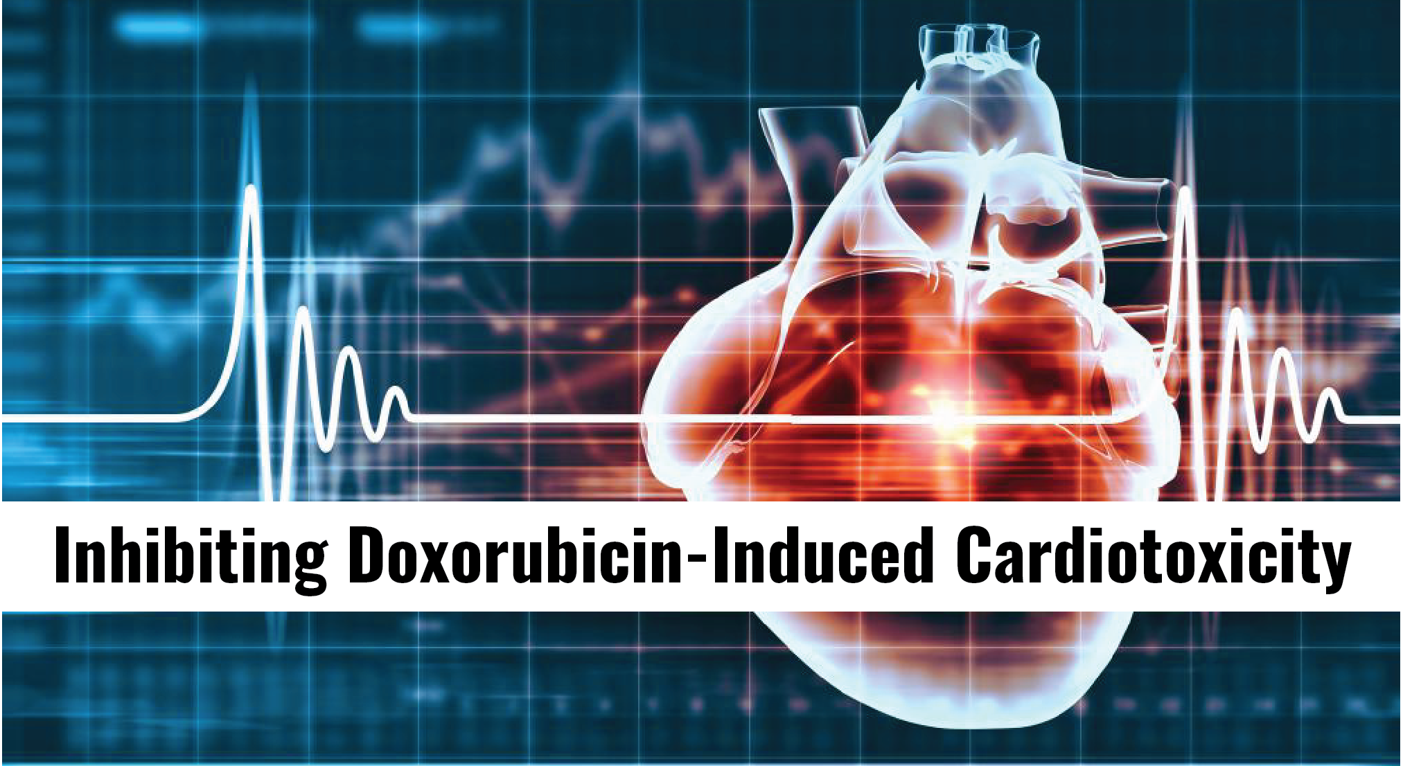 Inhibiting Doxorubicin-Induced Cardiotoxicity – Arbor Assays | Arbor Assays