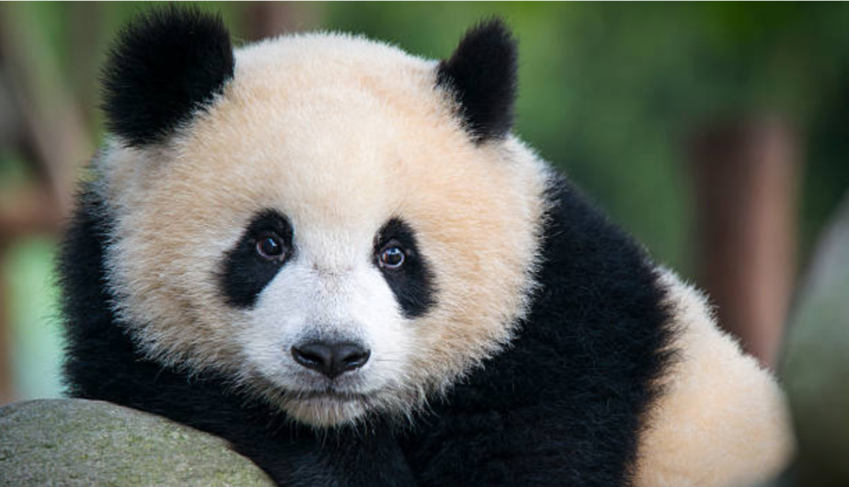 PGFM Assay a Hero in Predicting Panda's Time of Birth – Arbor Assays ...