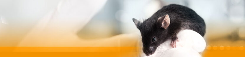 Corticosterone Chemiluminescent ELISA Kit – Arbor Assays