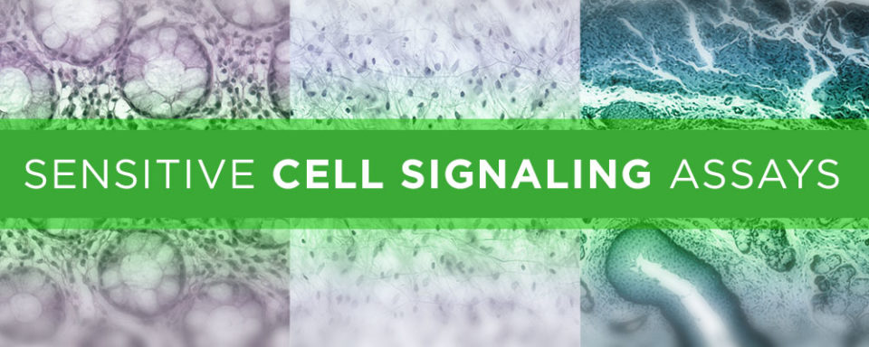 Super Sensitive Cell Signaling Assays – Arbor Assays