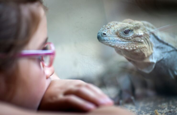 Scales, Science, and Discovery: Reptile Awareness Day